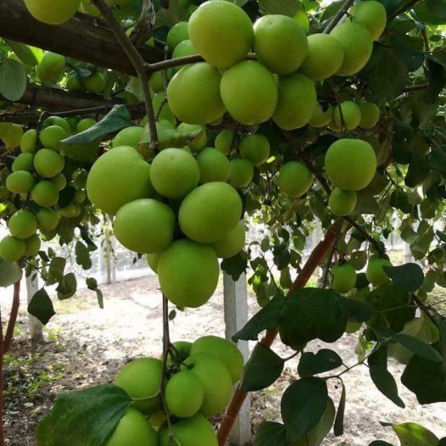 Paku Midin: 10 Khasiat dan Kelebihan Pokok Bidara