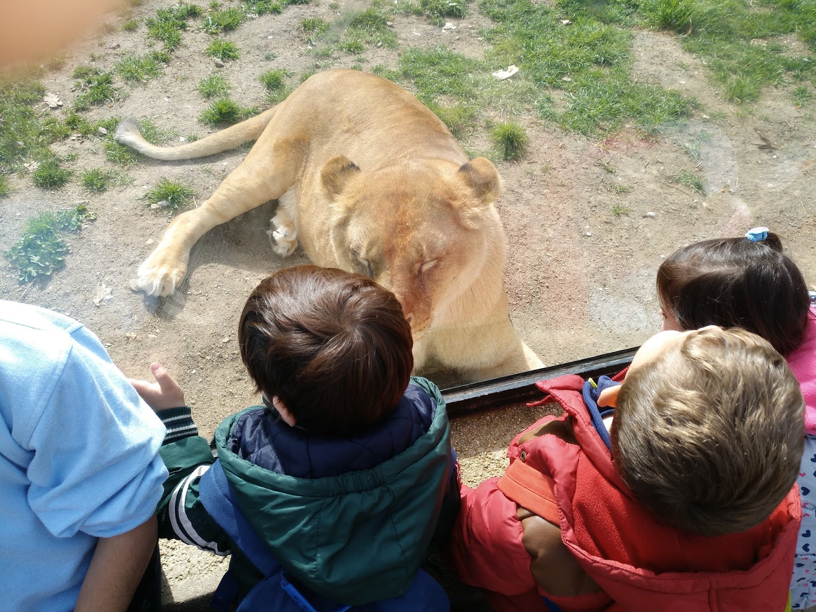 Profe Rafa de Infantil: Hoy, vamos de excursión al Zoo