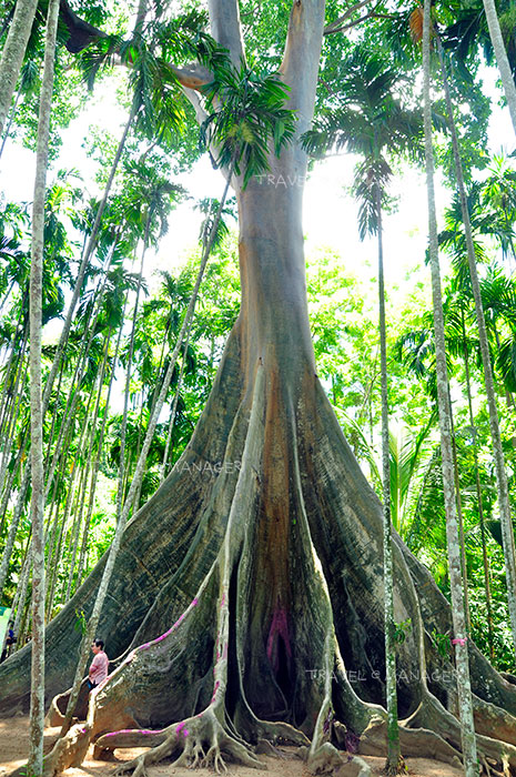 ของโบราณ: Big Trees in Thailand : ต้นไม้ยักษ์ไทย