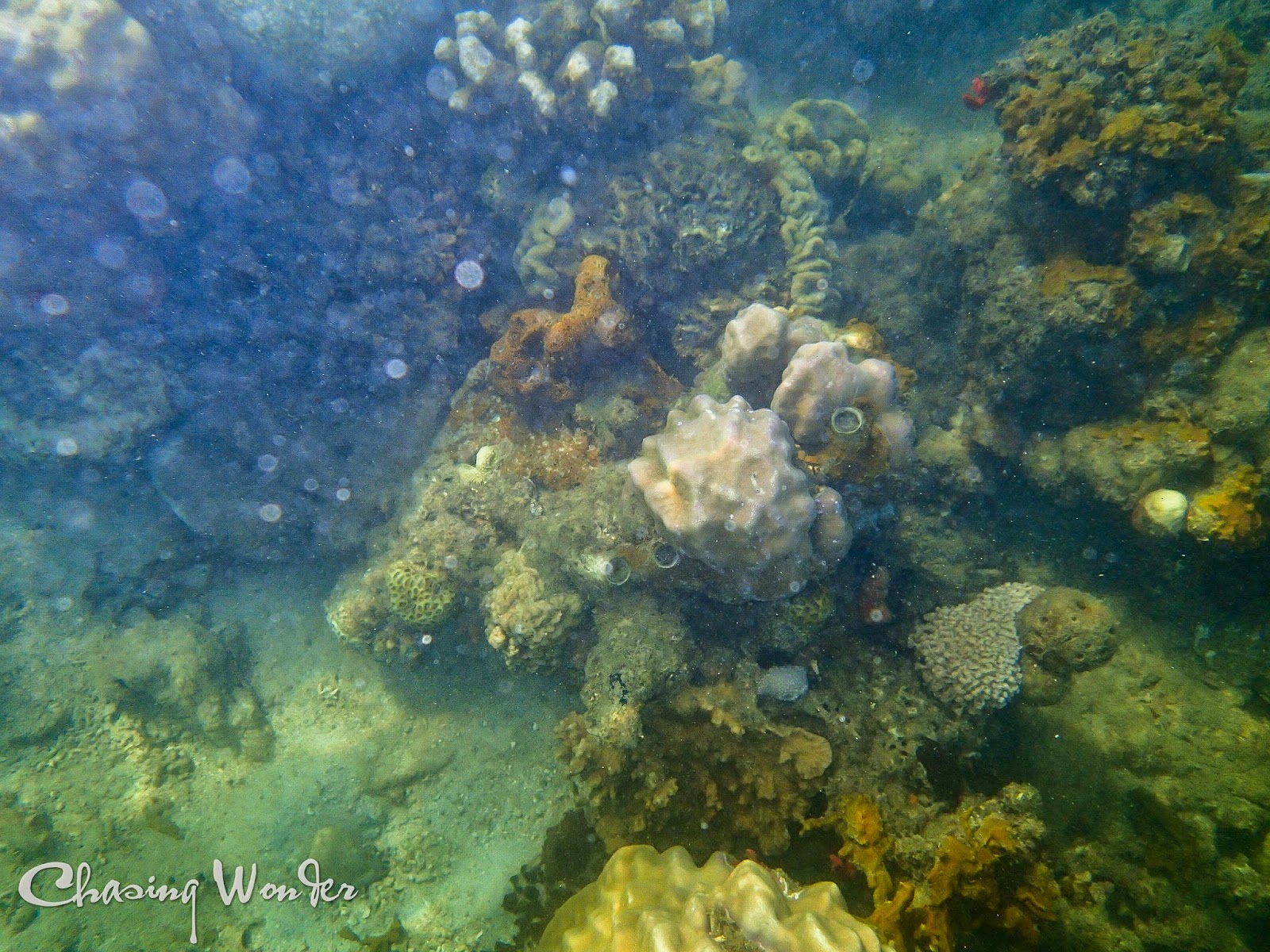 Chasing Wonder: Pambato Reef - Honda Bay, Palawan