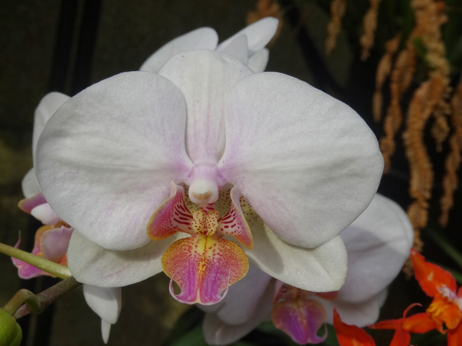 Love, Joy and Peas: Close Up Photos of Beautiful Orchids