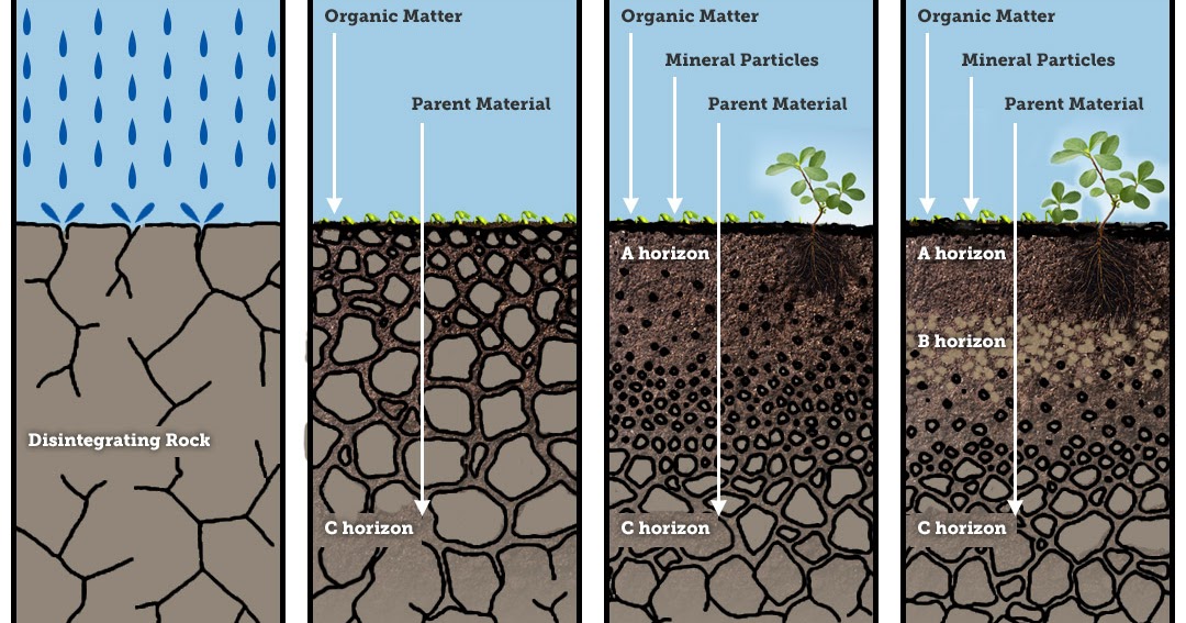 Process of soil formation.