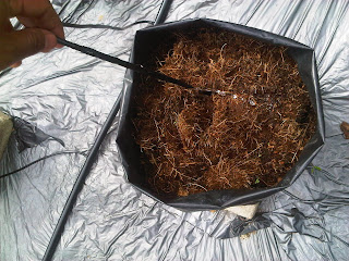 Fertigasi Mutiara: Jenis-jenis dripper (Penitis) Fertigasi