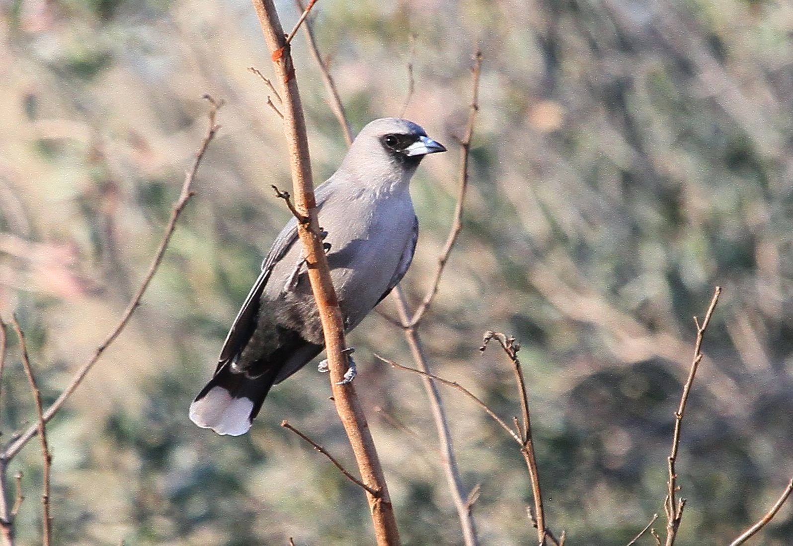 Richard Waring's Birds of Australia: Bird and scenery photos from ...