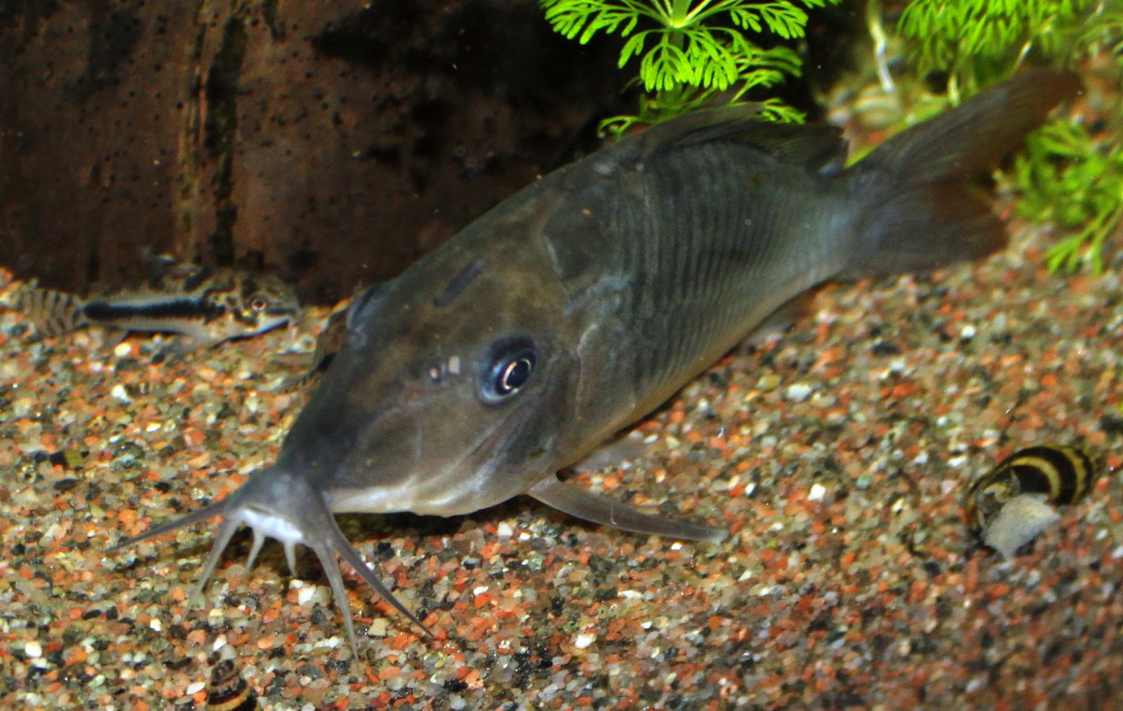 Monnisista pienimmät: Pikkumonninen Corydoras habrosus