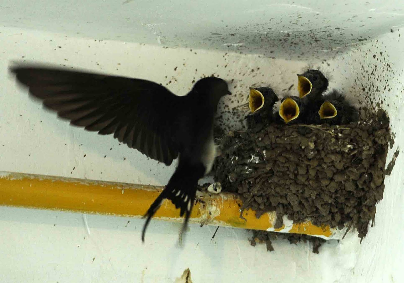 CRISTIAN NISTOR: RANDUNELE LA CUIB