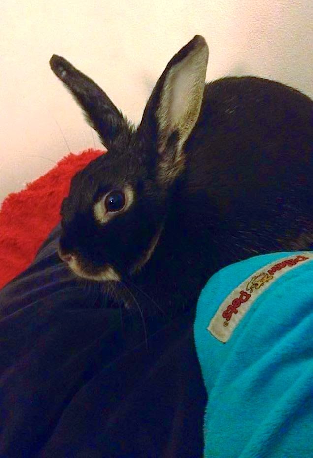 Disapproving Bun: Cocoa