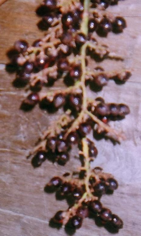 JERNANG (Daemonorops.Sp): JUAL BUAH JERNANG