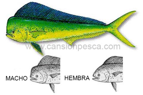 Blog de palma2mex : Recetario de Dorado o Lampuga