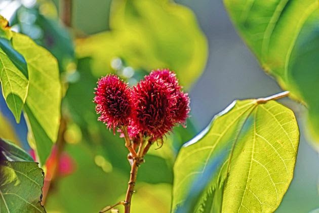 Medicinas del Alma: Beneficios del Achiote