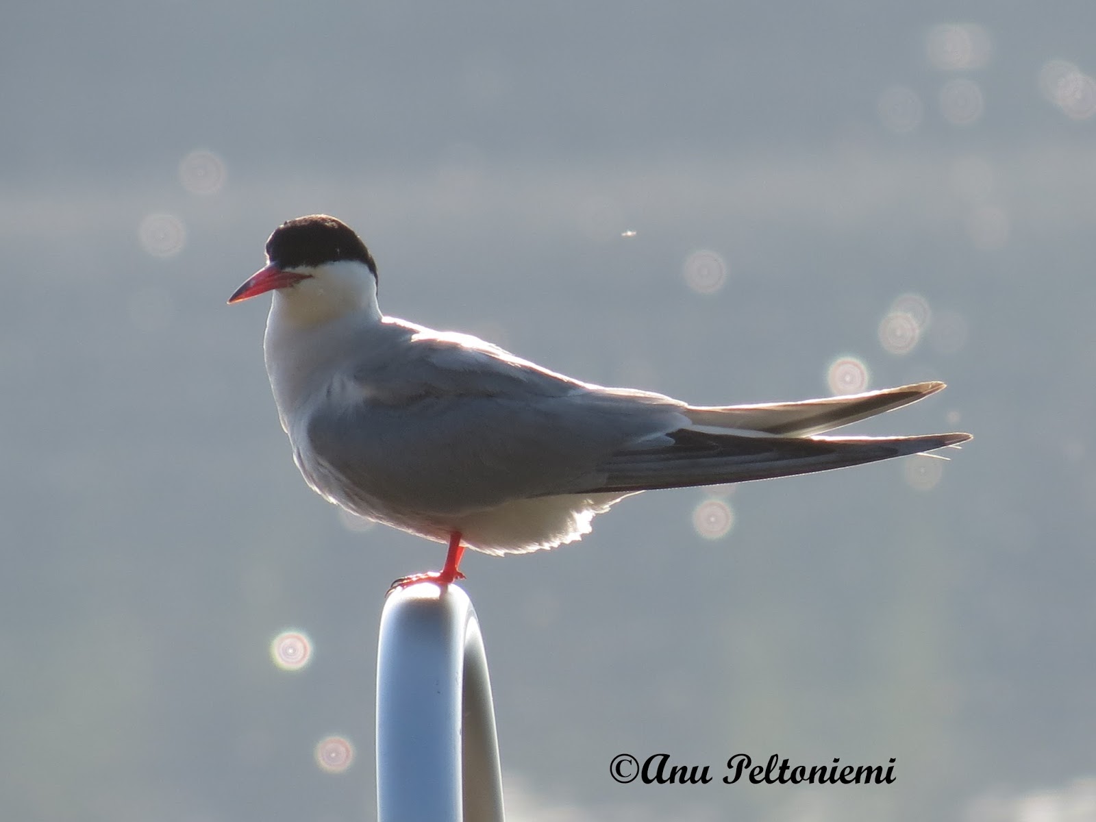 Lintuilua - Birding: Tiira