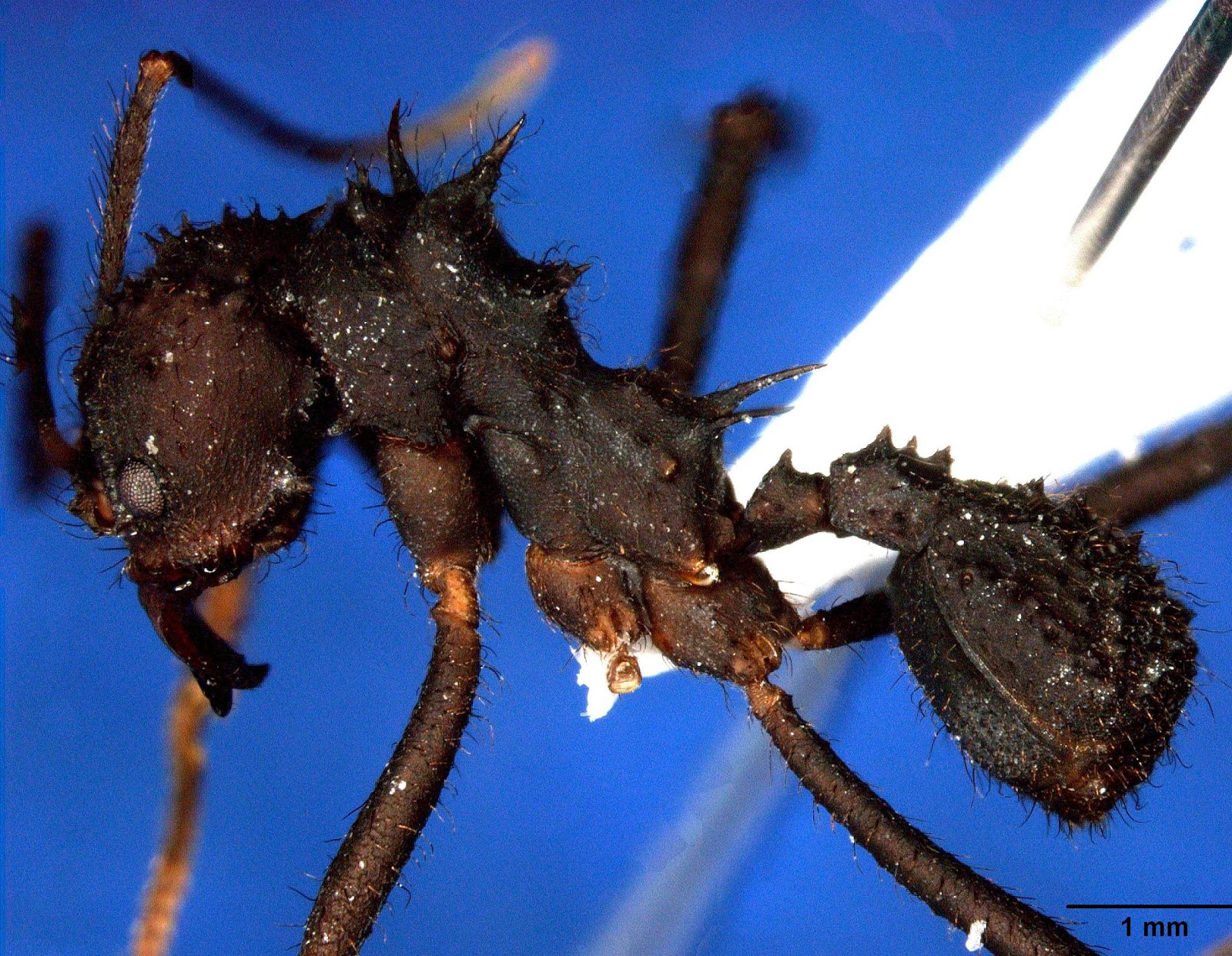 O Império Myrmex: Acromyrmex (pt)