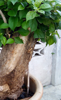 Belajar-Bertanam-tanaman: Batang Pokok Bunga Kertas