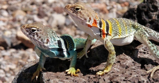 Kisah dari Jepang - Kisah Seekor Kadal Yang Terjepit Selama 10 Tahun ...