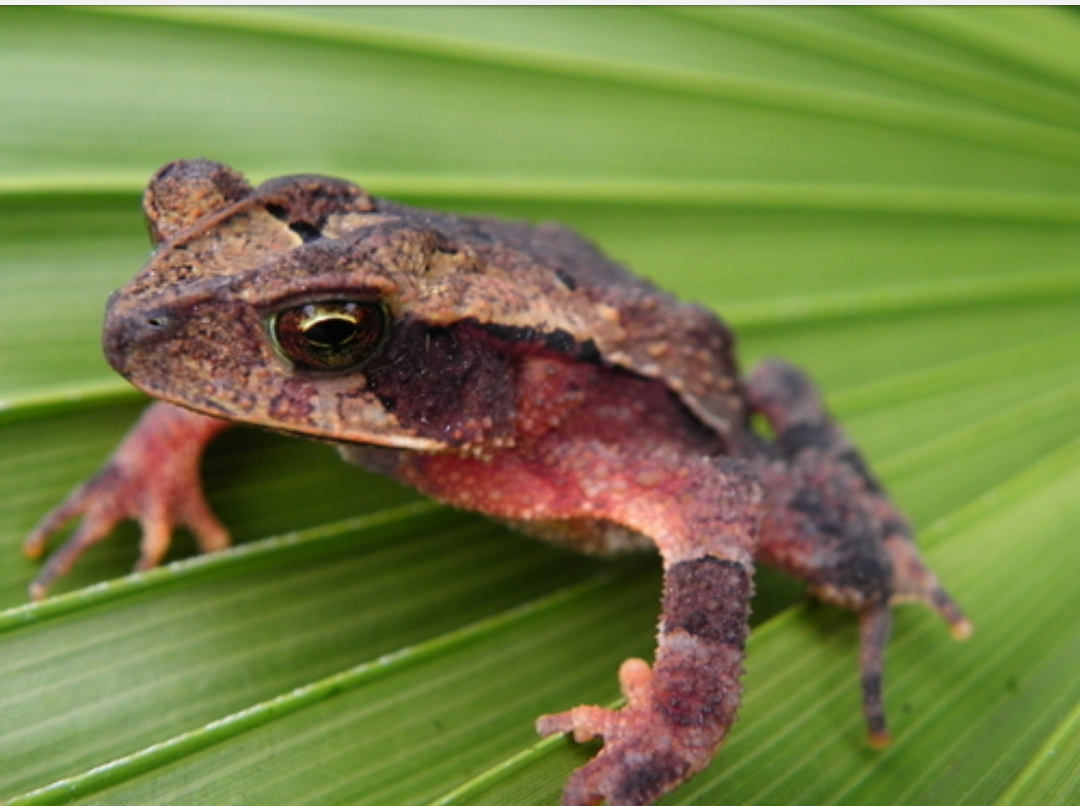 sapo de cresta grande