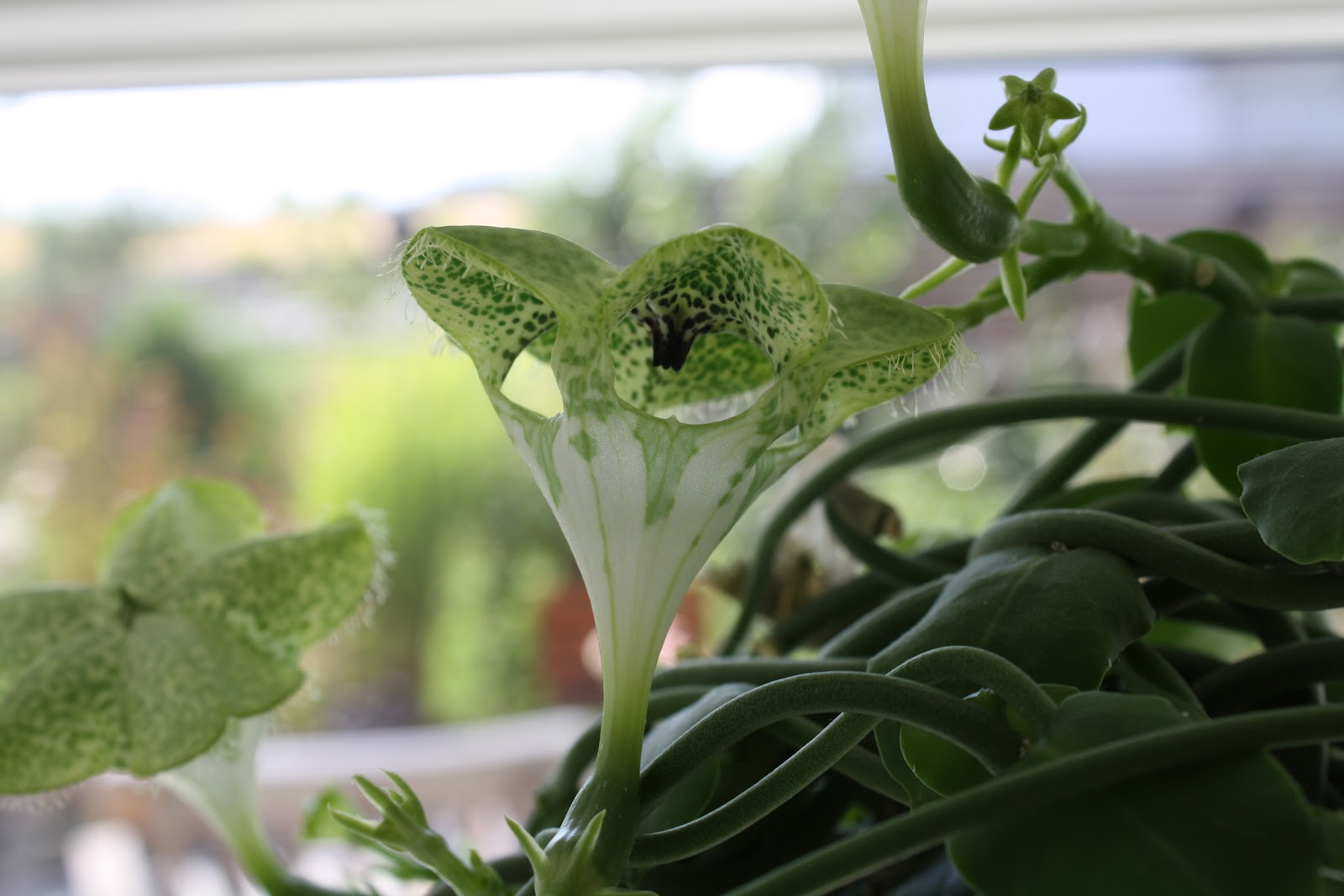 Med hopp om gröna fingrar: En knopp!