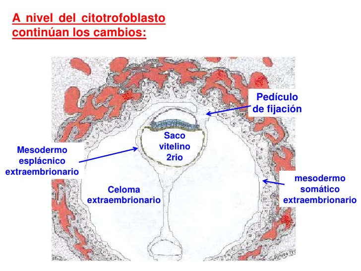 Glosario- aspectos generales del desarrollo del embrión : 2da. semana ...