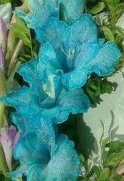 BUNGA: SIMBOL DARI WARNA BUNGA