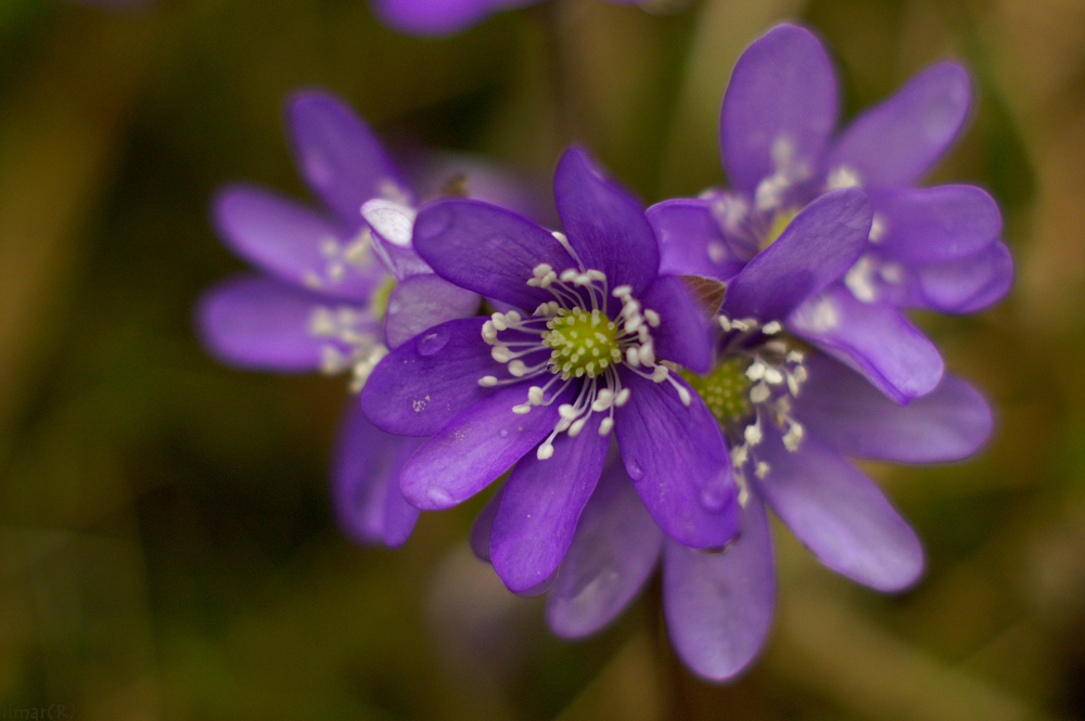 - Paranull -: Sinilill.