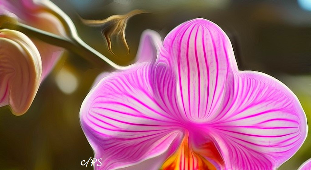 ps-pictureshop: Orchideen, orgideë, orchids, Orhideje, Орхидеи, orkideer