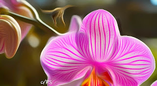 ps-pictureshop: Orchideen, orgideë, orchids, Orhideje, Орхидеи, orkideer