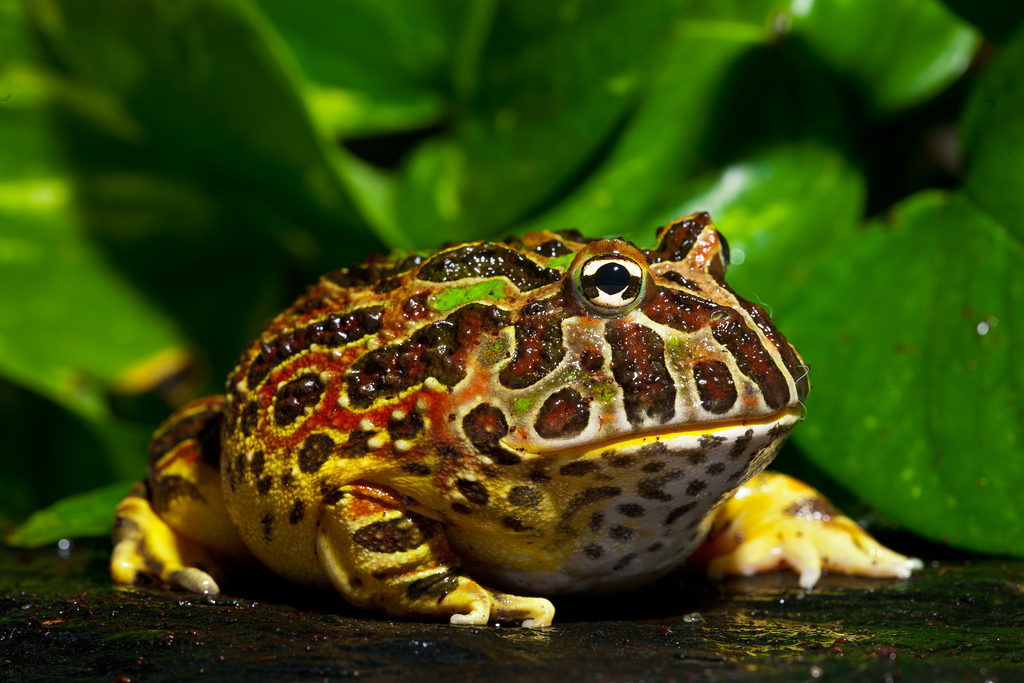 6 of The Strangest Frogs On The Planet | Fun Animals Wiki, Videos ...