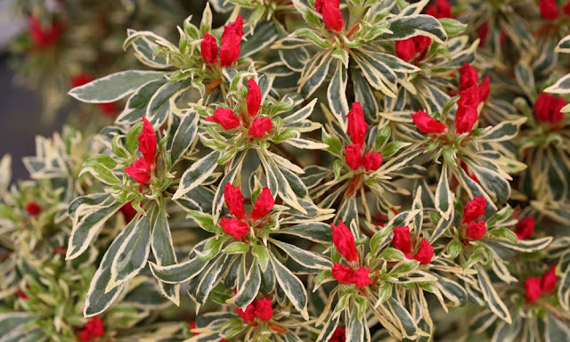 The Plant Hunter: Freaky Foliage A-Z (part 3)