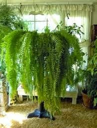 Jual PohonPakis pedang | Pakis boston | Jual aneka tanaman hias ...