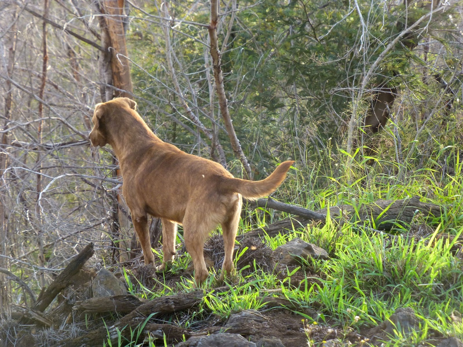 CHASE WORLD: Wild Boar Hunting in Maui