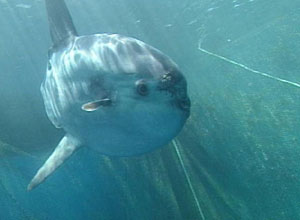 「曼波魚」詳細介紹【圖+影】