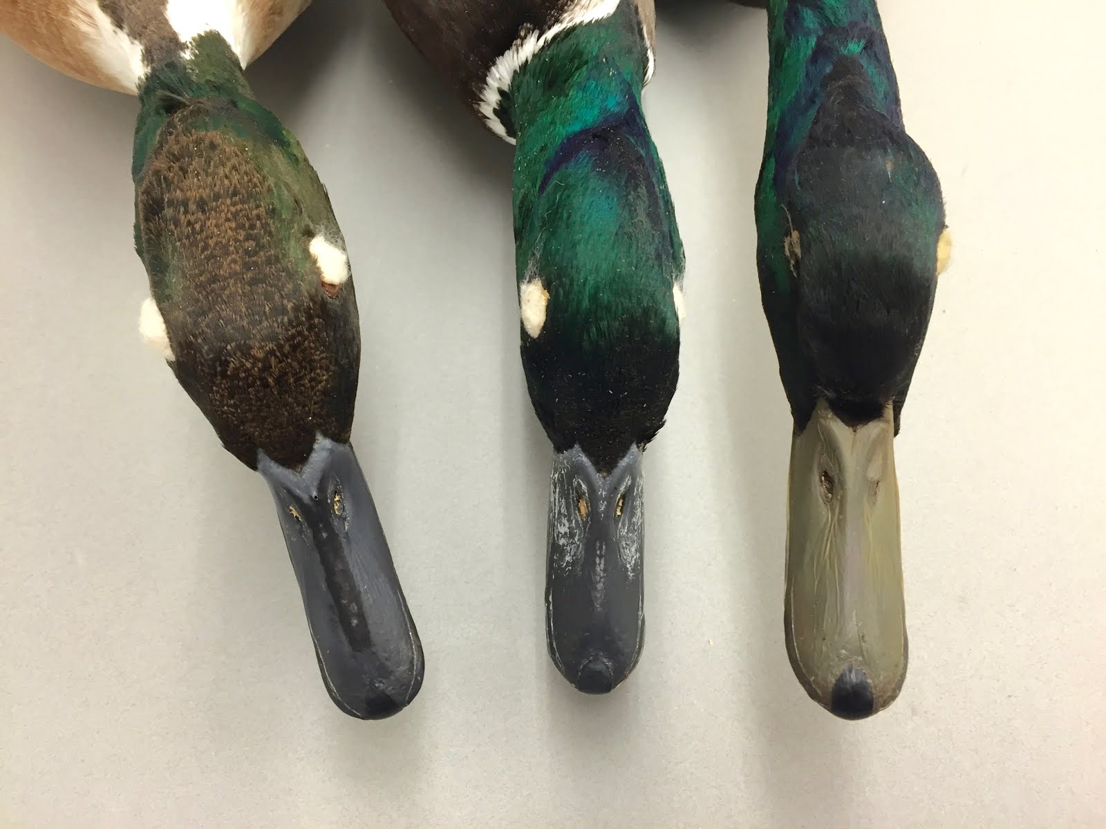 Hybrid Duck Study: ODD MALLARDS