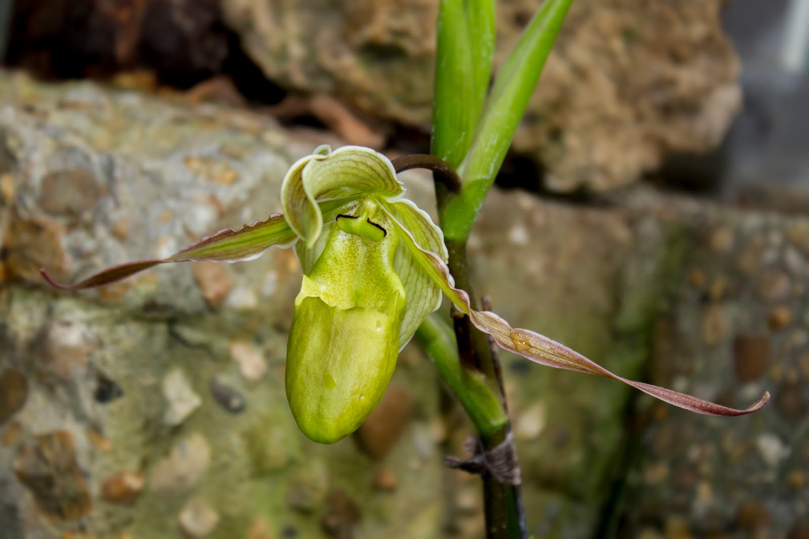 Maria's Orchids: Orchids from the DC Botanic Garden--all about the ...