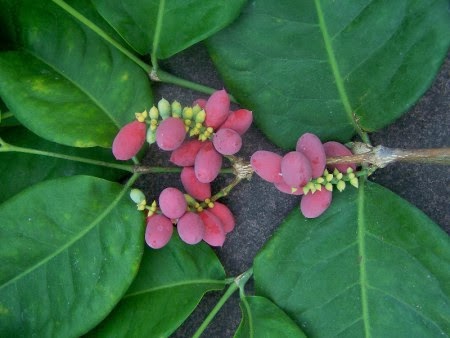 Klasifikasi Makhluk Hidup ~ NM Blog's