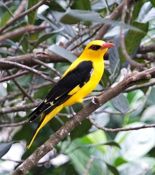 Indian golden oriole photos | Birds of India | Bird World