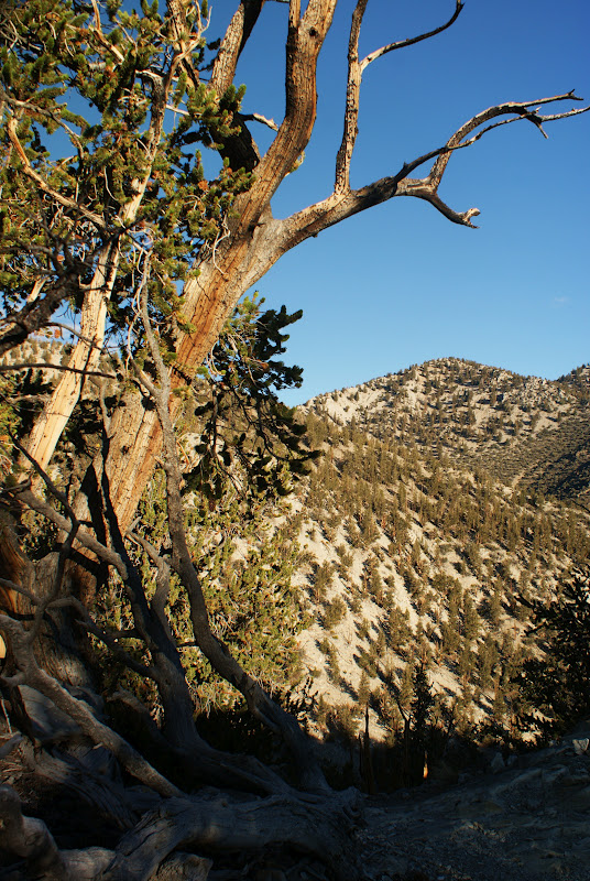 The Search for Native Salmonids - Terra firma: The Search for ...