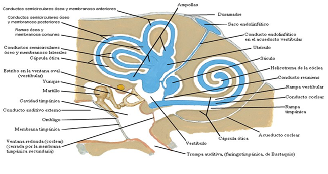 Primeros auxilios: Organos de los 5 sentidos