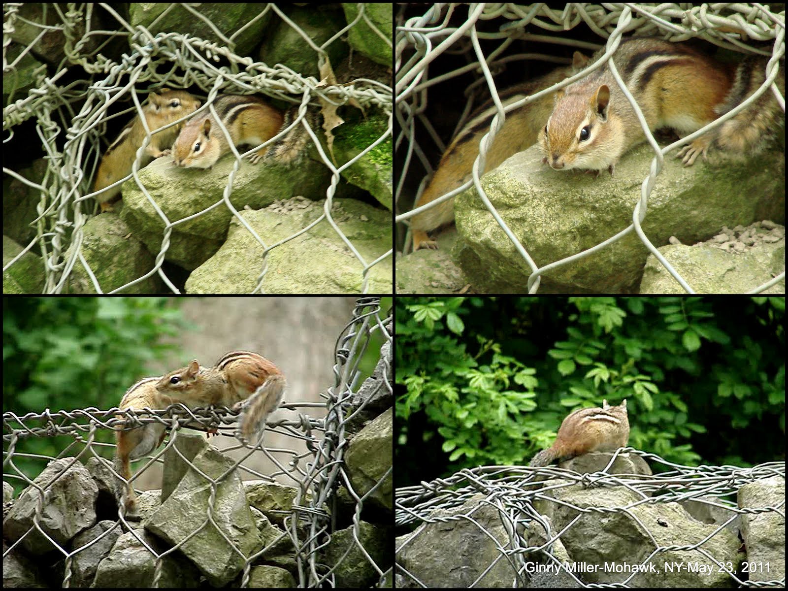 Photography By Ginny: Baby Chipmunk-Squirrel-Chipmunk Mates-May 23, 2011