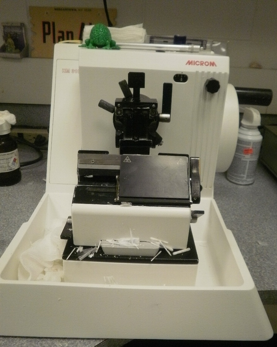The Making of a Pathologists' Assistant: A Trip to the Histology Laboratory