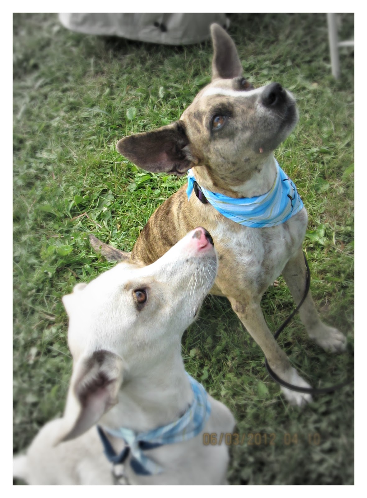 Welcome to my foster dog blog!: He'Art of Rescue, A Fundraiser for a ...