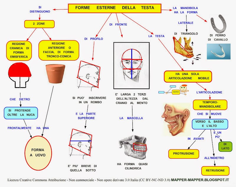 Mappa concettuale: forme esterne della testa • Scuolissima.com