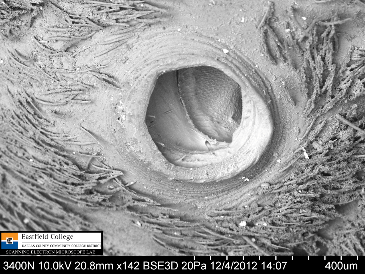 Scanning Electron Microscope Blog: A Magnificent Bug - Part II