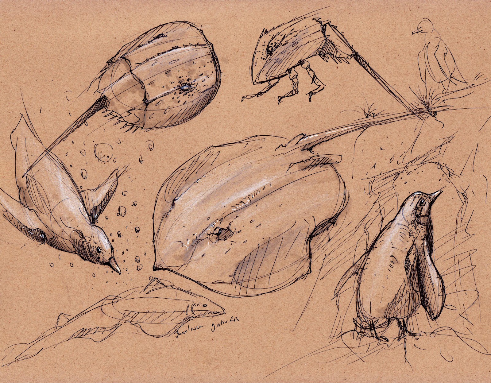 Tyler Chow: Dynamic Sketching - Field Trip to the Aquarium of the Pacific!