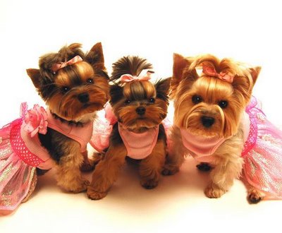 moda canina