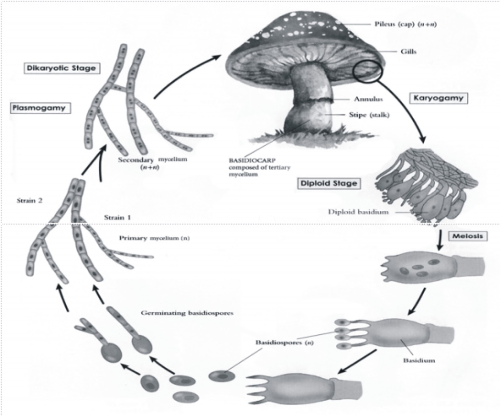 Dr. Ir. Sugiarto, M.P.