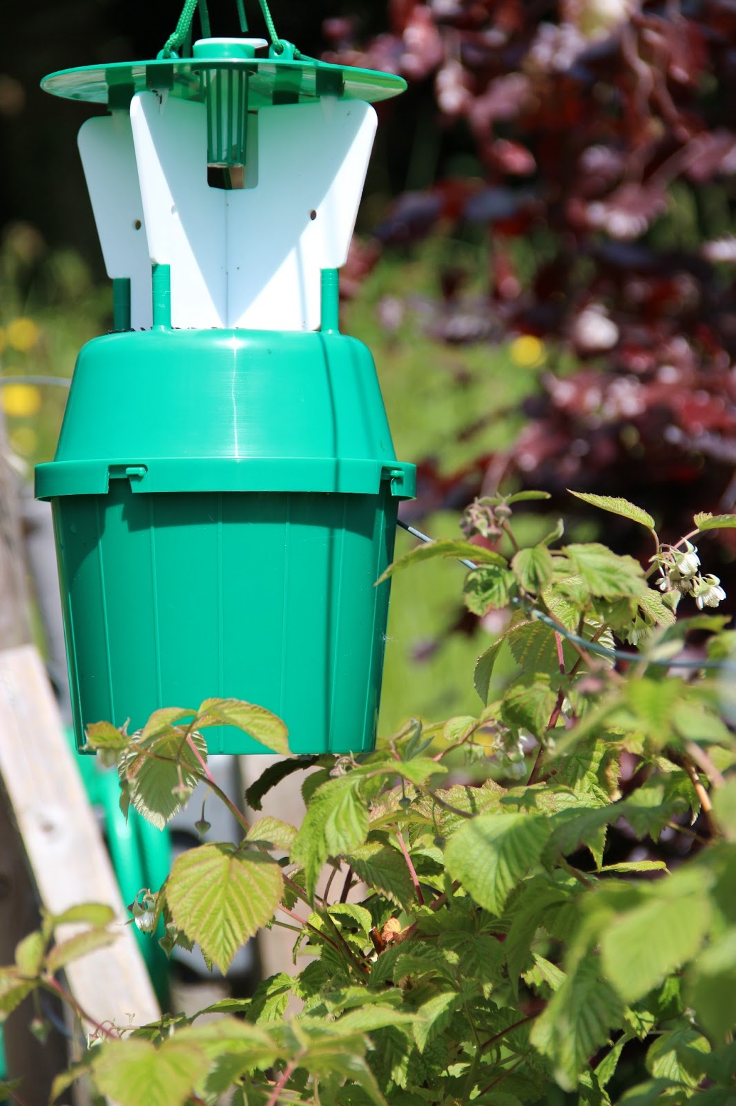 Insect Traps and Lures - Sentomol: Trapping the Raspberry Beetle ...
