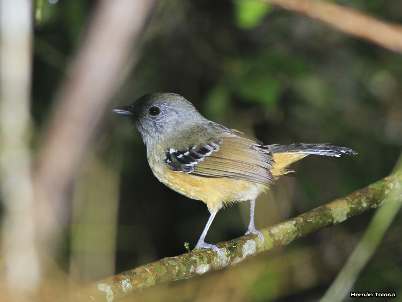 Aves de Argentina: Choca común (Thamnophilus caerulescens)