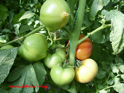 __ Nicolas _le_ jardinier __: Foto macro...Tomate Prekos F 1 ( 8 ...