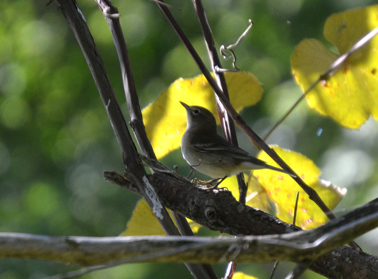 Woods Walks and Wildlife: Back to the Woods