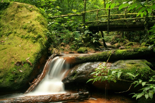 Brassavola Digbyana: Departamento de Francisco Morazán
