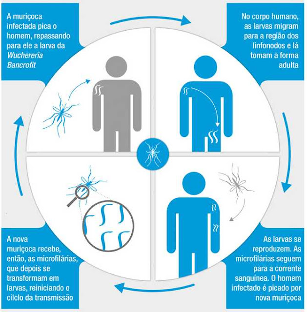REVISTA ONLINE ILUSTRADA BRASILEIRA: Filariose em Pernambuco